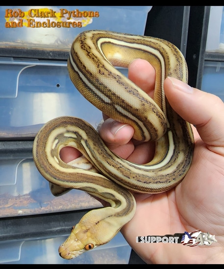 '22 Female Phantom Tiger Het GS Reticulated Python by Rob Clark Pythons
