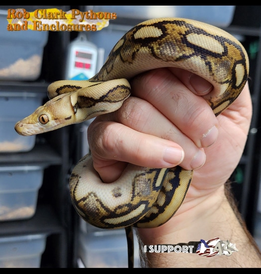 '22 Female Tiger Het GS Reticulated Python by Rob Clark Pythons