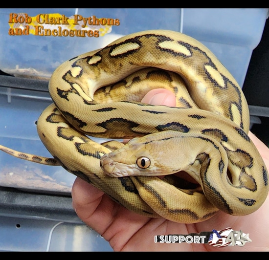 '22 Male Sunfire Tiger Het GS Reticulated Python by Rob Clark Pythons