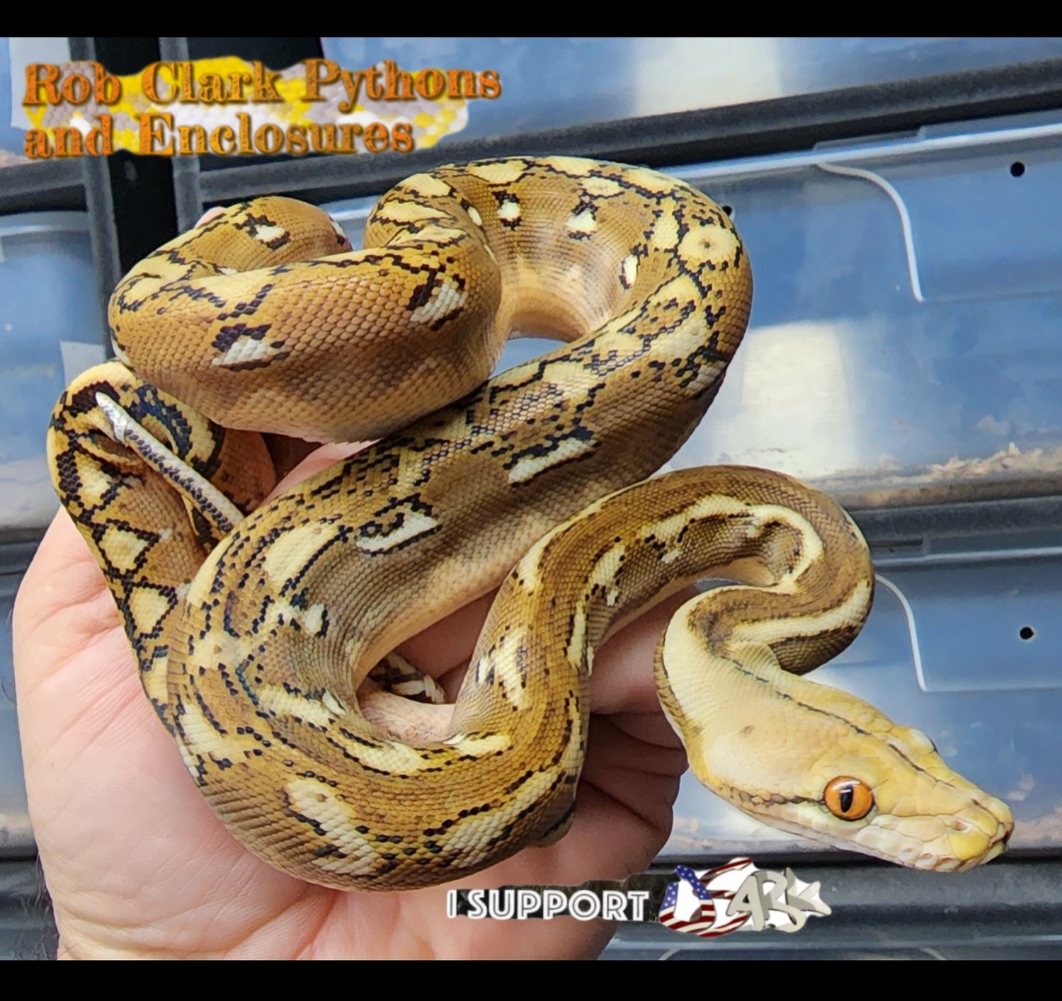 2022 Male Phantom Het Genetic Stripe Reticulated Python by Rob Clark ...