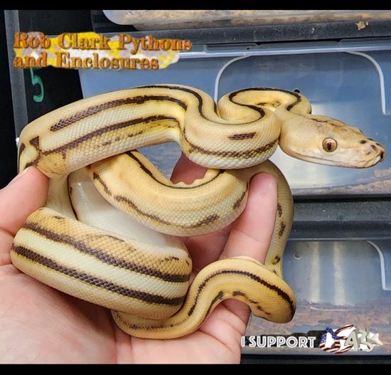 '22 Male Super Tiger Het Albino Reticulated Python by Rob Clark Pythons
