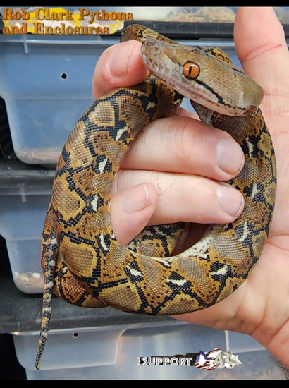 2022 Male Graniteback Normal Het Anthrax Reticulated Python by Rob ...