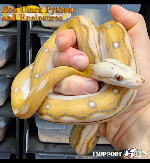 2021 Female Orangeglow Motley Tiger Reticulated Python by Rob Clark Pythons