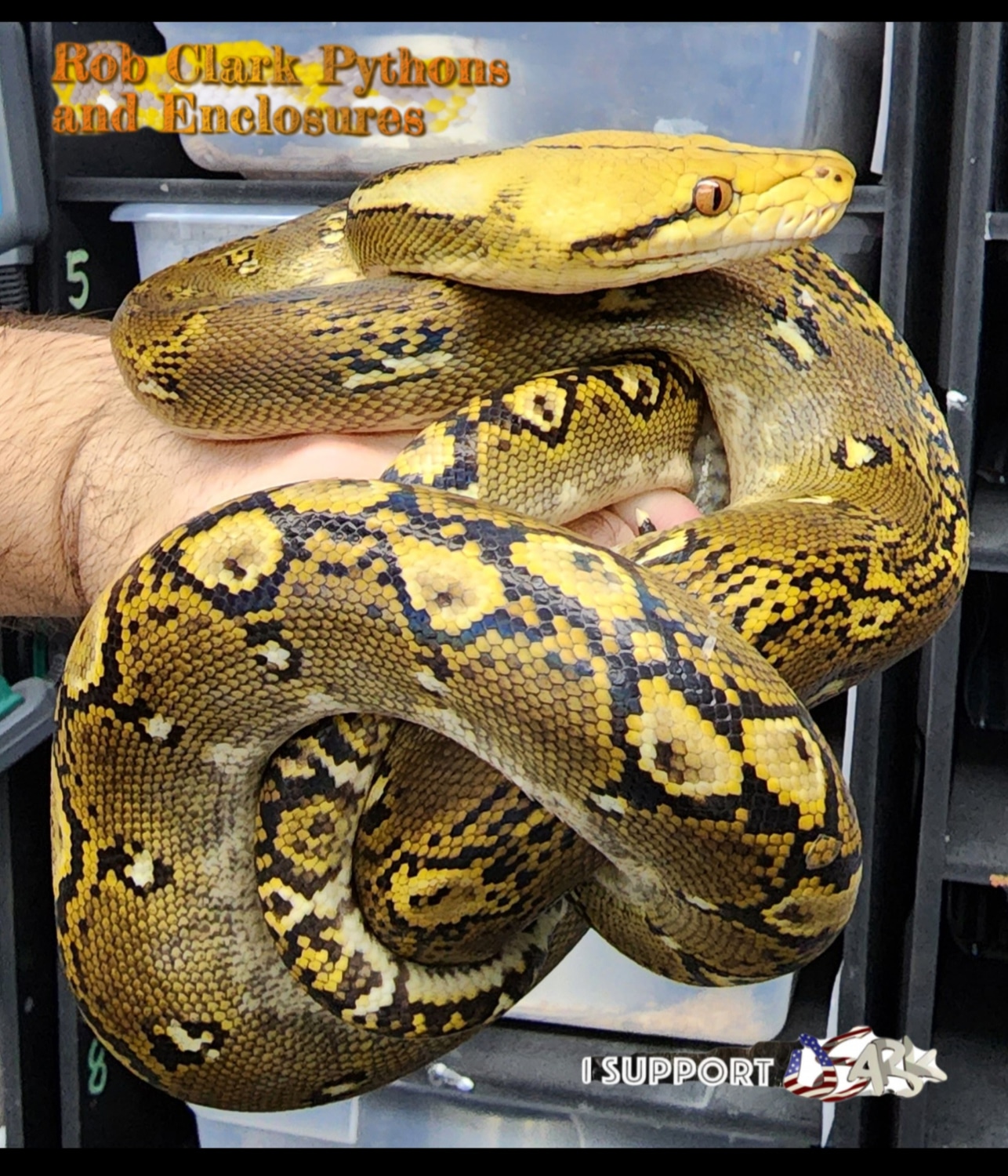 2020 Male Phantom Pos Het Albino Reticulated Python by Rob Clark ...
