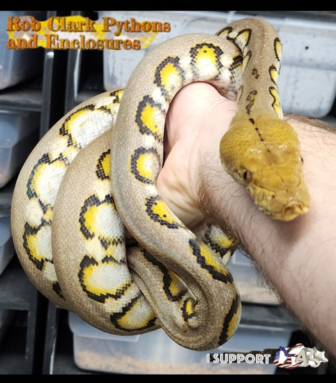 2020 Female Jag Retic Het Albino Reticulated Python by Rob Clark Pythons