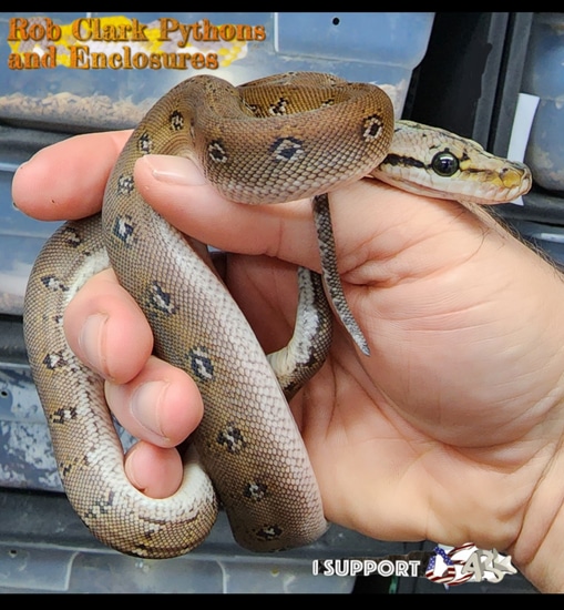 2022 Female Anthrax Motley Reticulated Python by Rob Clark Pythons
