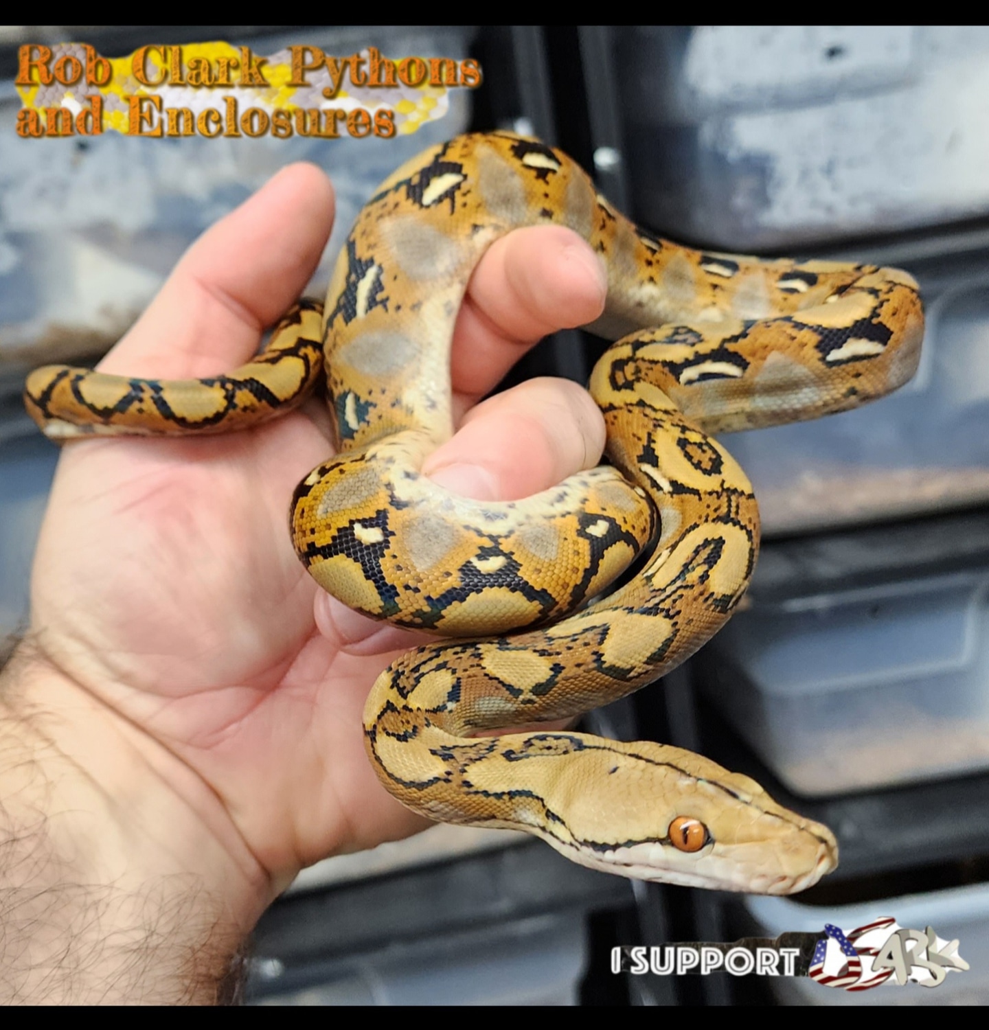 2022 Female Normal Het Albino Reticulated Python by Rob Clark Pythons ...