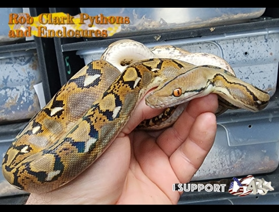 '22 Male Normal Het Albino Reticulated Python by Rob Clark Pythons