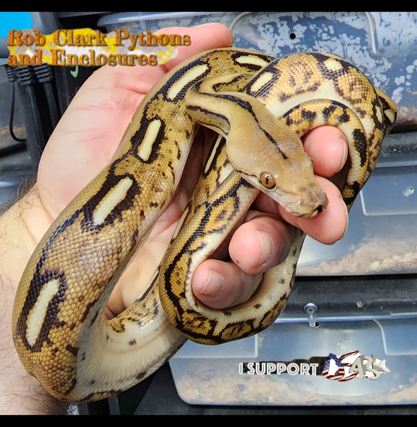 '22 Male Tiger Het Albino Reticulated Python by Rob Clark Pythons ...
