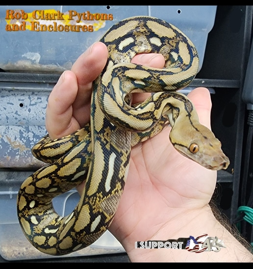 '22 Female Tiger Reticulated Python by Rob Clark Pythons