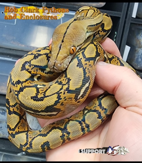 '22 Male Retic Het Albino Reticulated Python by Rob Clark Pythons