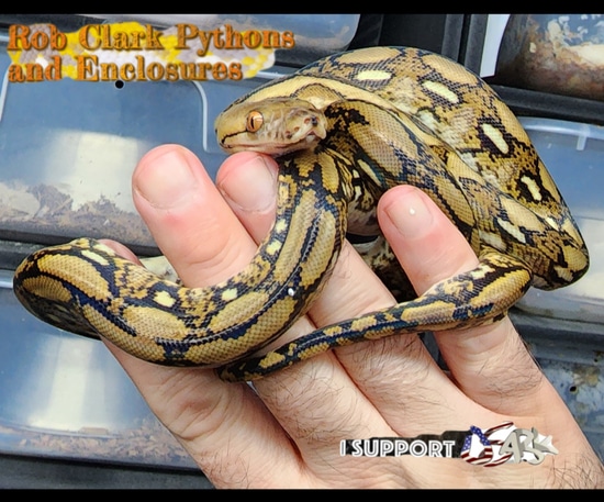 '22 Female Tiger Reticulated Python by Rob Clark Pythons