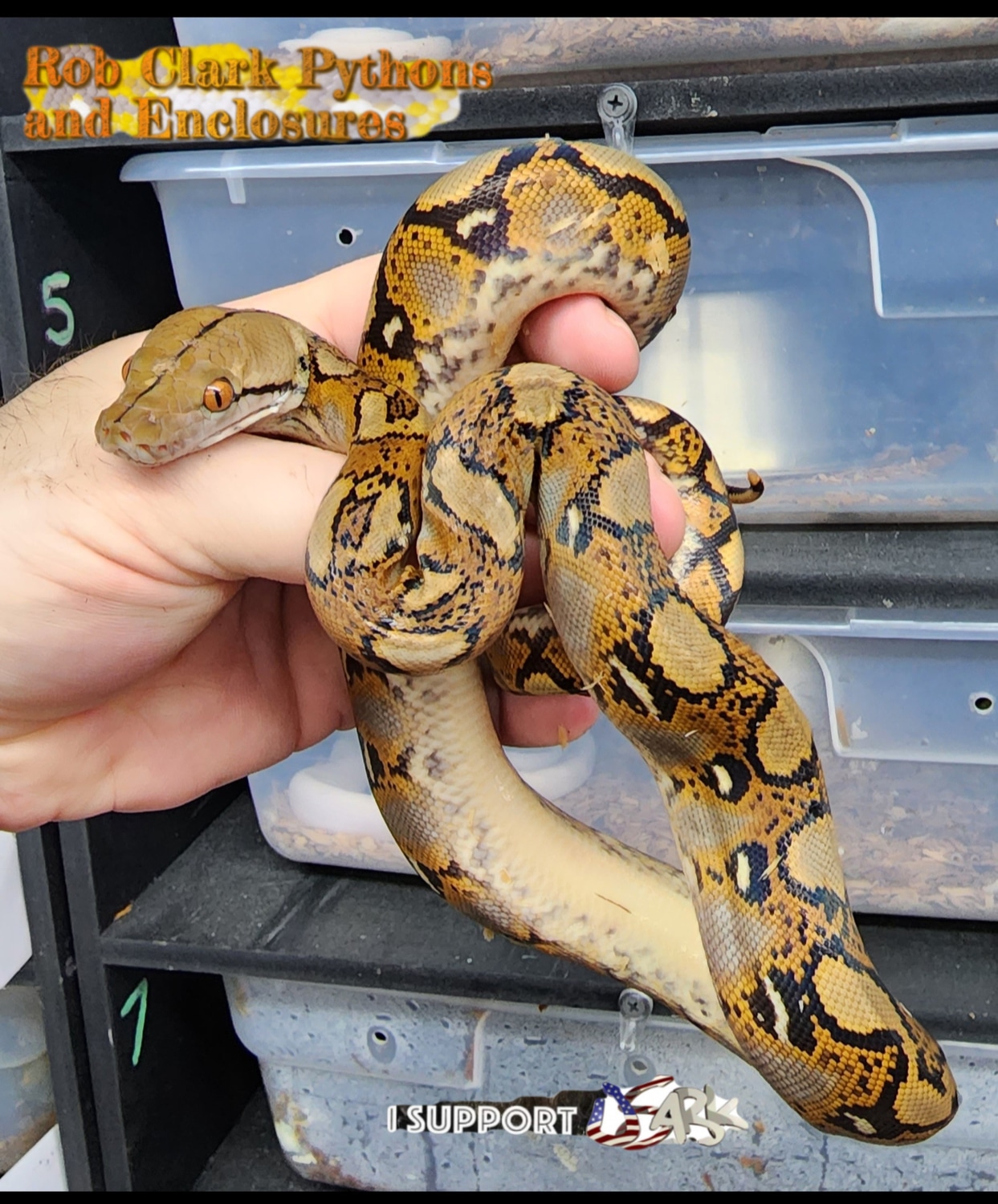'22 Female Normal Het Albino Reticulated Python by Rob Clark Pythons ...