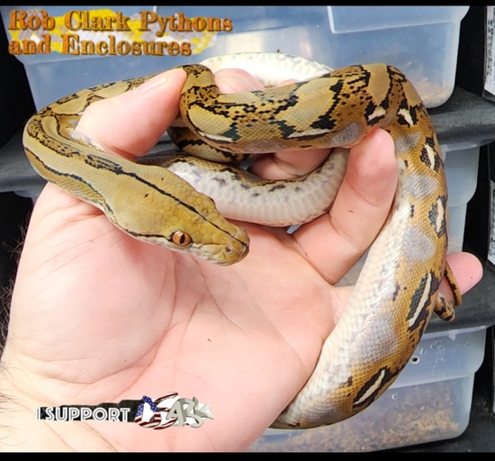 '22 Female Normal Het Albino Reticulated Python by Rob Clark Pythons