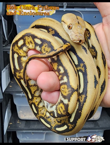 '22 Male Tiger Het Albino Reticulated Python by Rob Clark Pythons