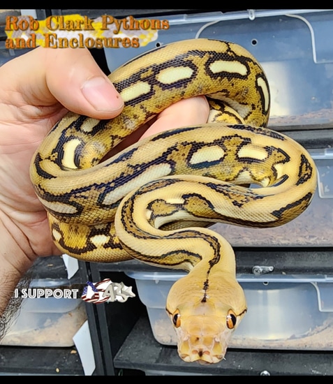 '22 Male Tiger Het Albino Reticulated Python by Rob Clark Pythons