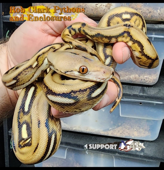'22 Male Tiger Het Albino Reticulated Python by Rob Clark Pythons