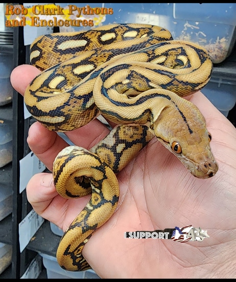 '22 Male Tiger Het Albino Reticulated Python by Rob Clark Pythons