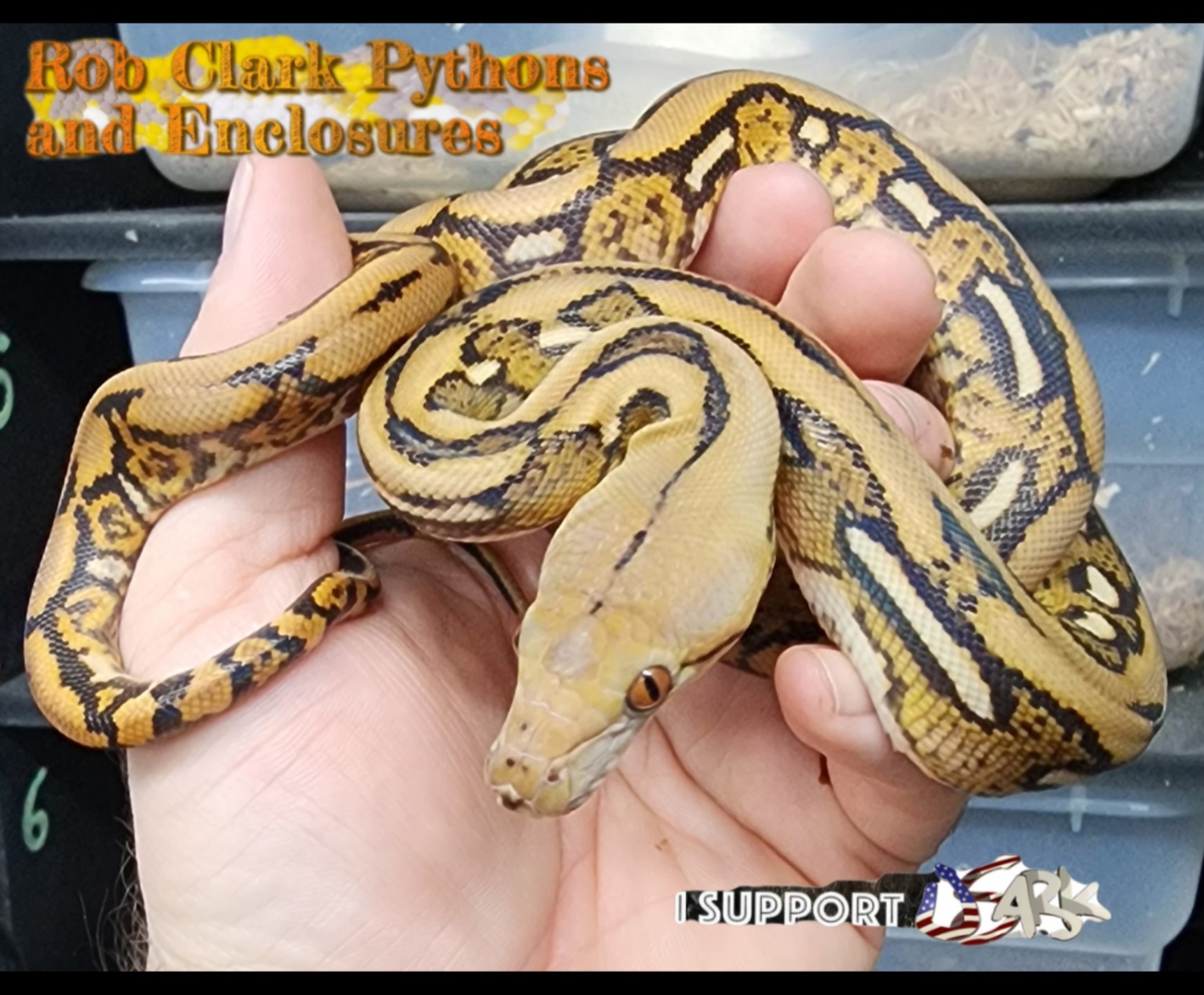 '22 Female Tiger Het Albino Reticulated Python by Rob Clark Pythons ...