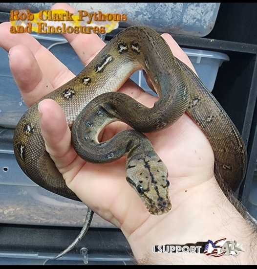 2022 Male Motley Anthrax Reticulated Python by Rob Clark Pythons