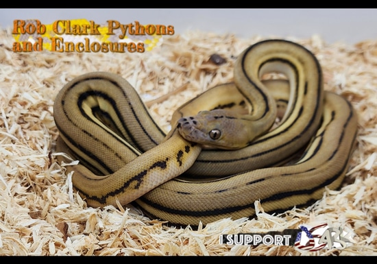 2022 Male Super Tiger Retic Het Albino Reticulated Python by Rob Clark ...