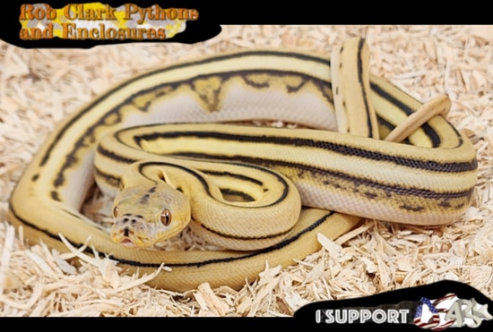 2022 Male Super Tiger Het Albino Reticulated Python by Rob Clark Pythons