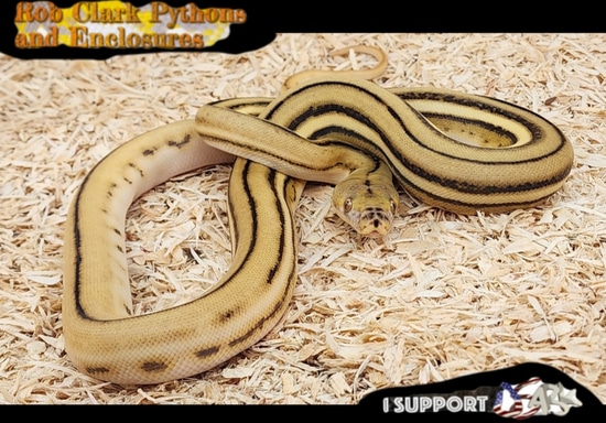 2022 Female Super Tiger Het Albino Reticulated Python by Rob Clark Pythons