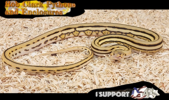 2022 Male Super Tiger Retic Het Albino Reticulated Python by Rob Clark ...