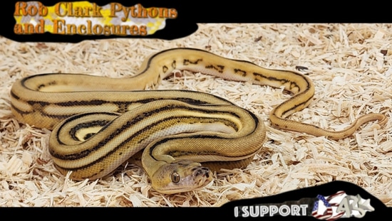 2022 Female Super Tiger Het Albino Reticulated Python by Rob Clark Pythons