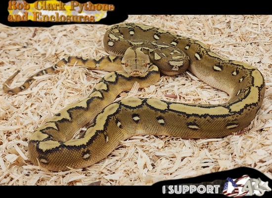 22 Male Phantom Sunfire Het Genetic Stripe Reticulated Python by Rob ...
