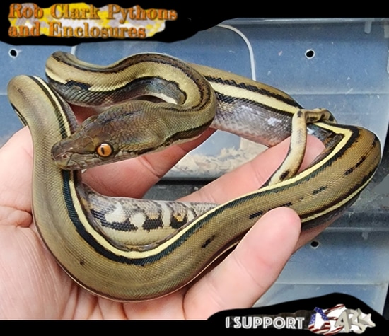 2023 Genetic Stripe Pos Het Albino Reticulated Python by Rob Clark Pythons