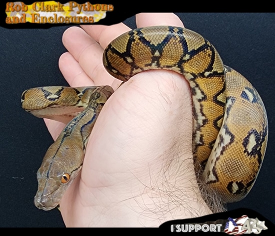 2023 Female Sunfire Het Purple Reticulated Python by Rob Clark Pythons