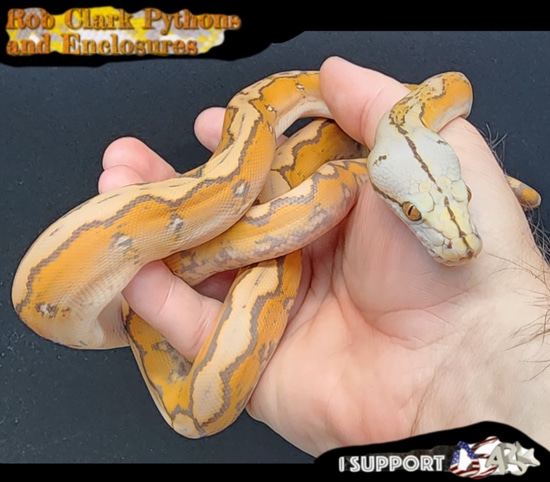 2023 Female Orangeglow Motley Reticulated Python by Rob Clark Pythons