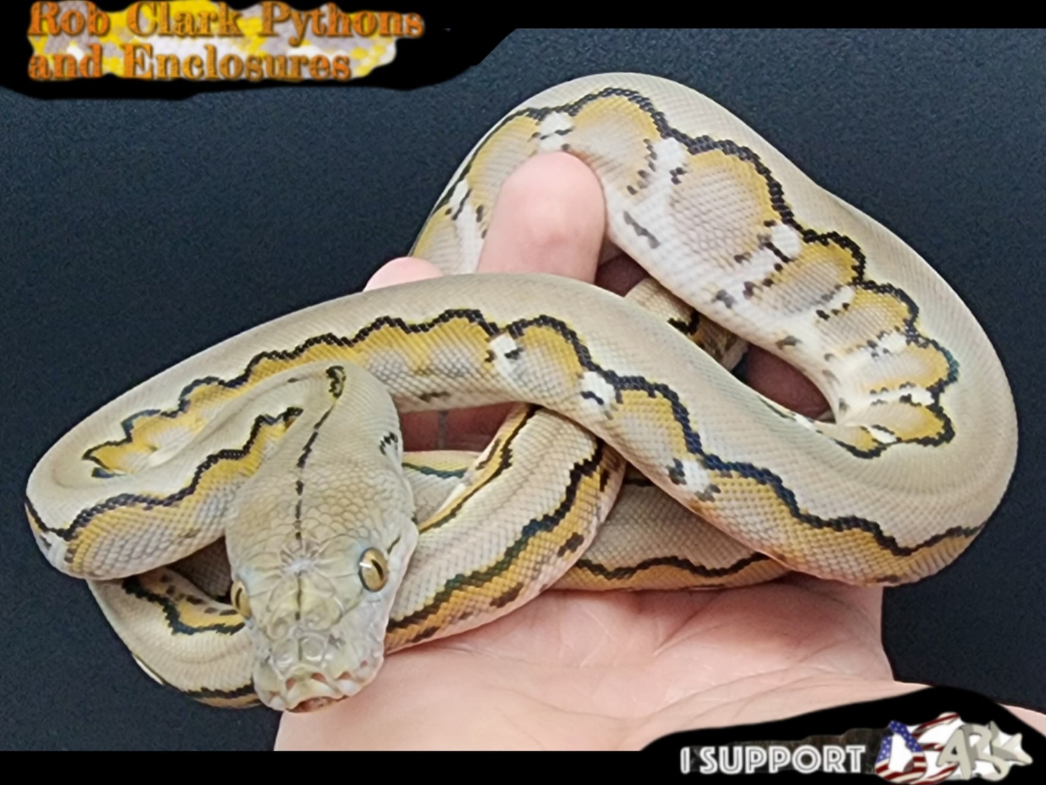 2023 Female Jag Motley Het Anery Poss Het Caramel Pied 18% Dwarf Reticulated Python by Rob Clark ...