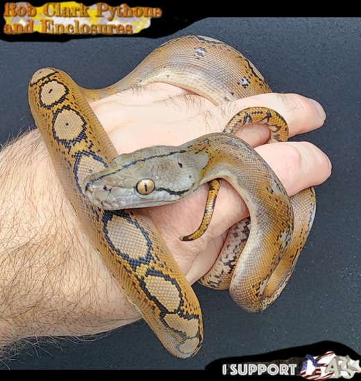 2023 Female Motley Het Caramel Reticulated Python by Rob Clark Pythons