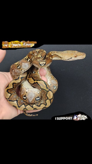 2023 Female Het Anery Poss Het Albino Or Caramel Pied Reticulated ...