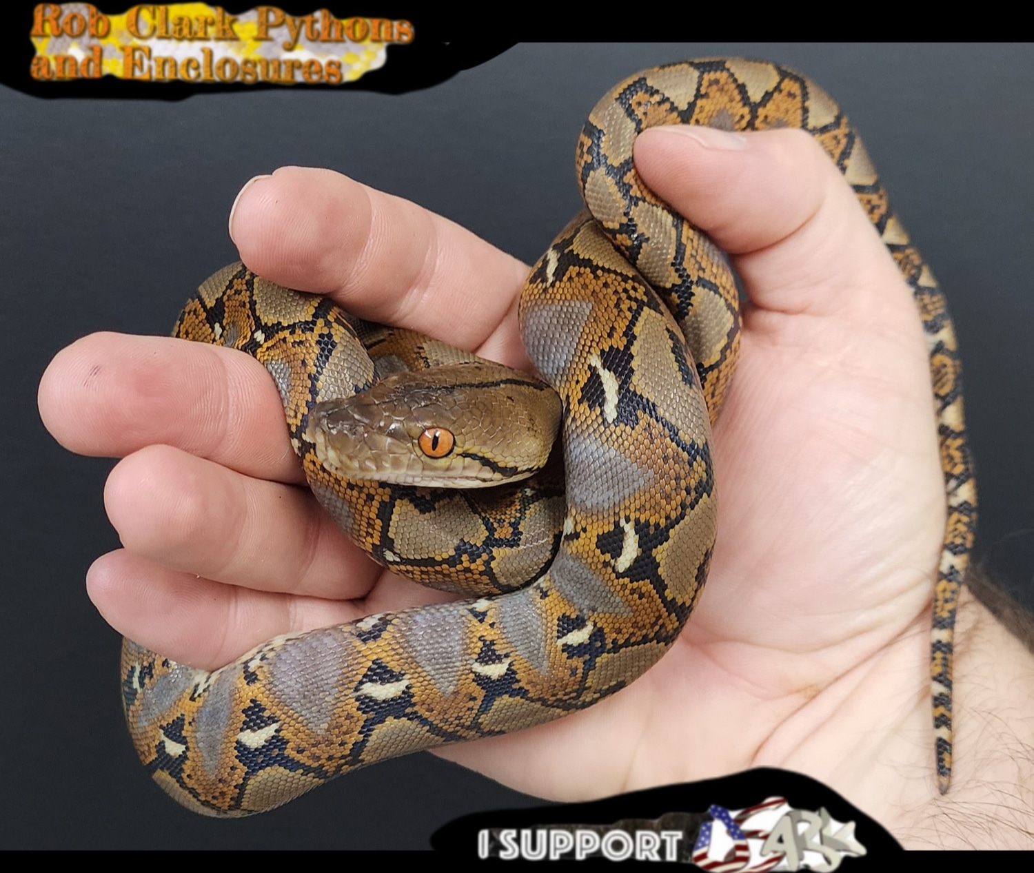 2023 Female Normal Het Caramel Reticulated Python by Rob Clark Pythons - MorphMarket