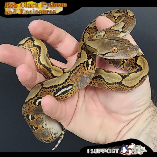 2023 Normal Female Het Caramel Or Albino Produced By Orangeglow ...
