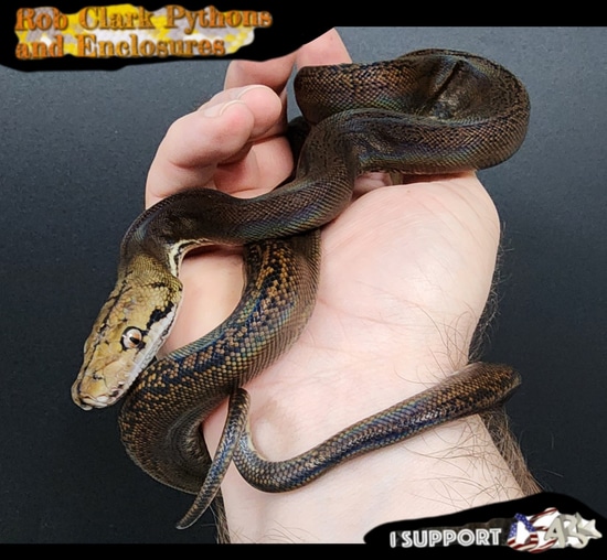 2023 Female Goldenchild Het Anery Poss Het Albino Or Caramel Pied 18% ...