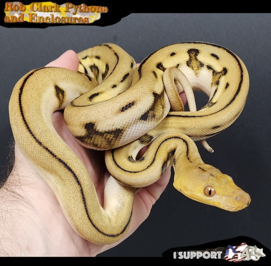 2022 Female Super Tiger Het Genetic Stripe Poss Het Albino Reticulated ...