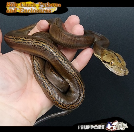 2023 Female Goldenchild Het Albino Or Caramel Reticulated Python by Rob ...