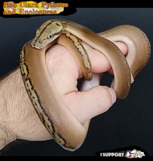 2023 Female Motley Phantom Sunfire Het Purple Reticulated Python by Rob Clark Pythons