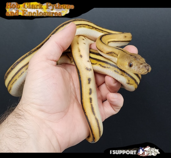 2022 Female Super Tiger Het Albino Reticulated Python by Rob Clark Pythons
