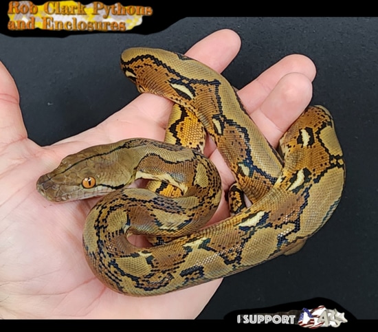 2023 Male Retic Het Caramel Or Albino Reticulated Python by Rob Clark ...