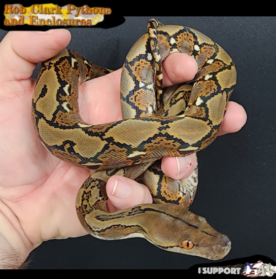 Male Normal Wild Type Retic Het Caramel Or Albino Reticulated Python by ...