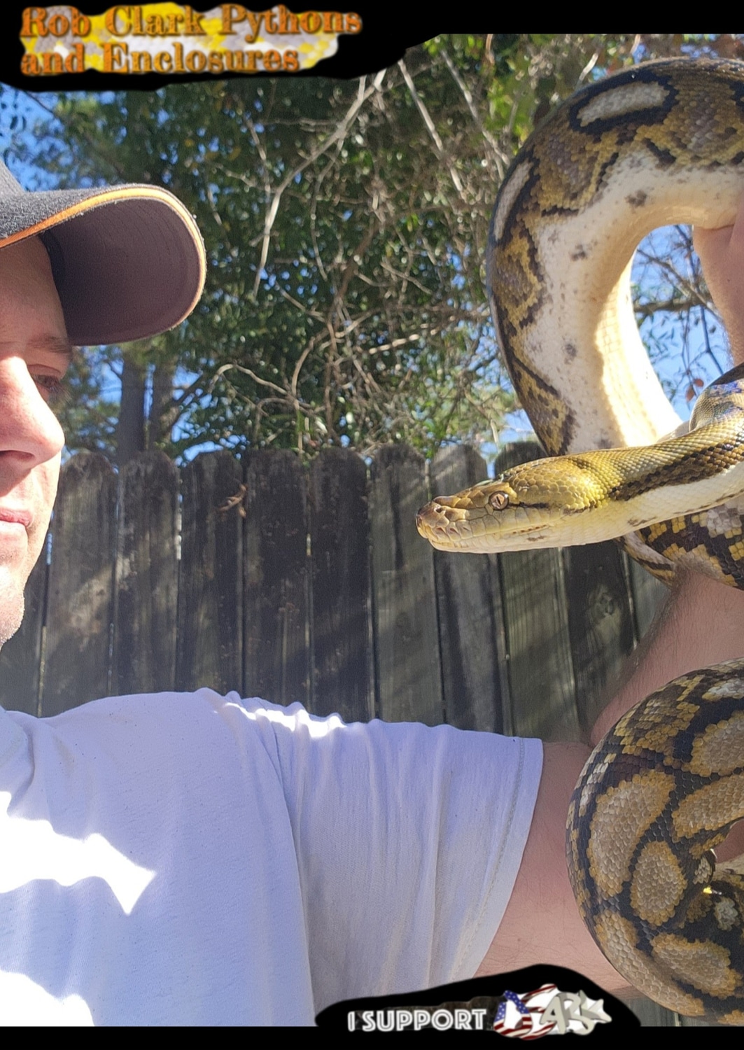 Adult Male Breeder Tiger Retic Reticulated Python by Rob Clark Pythons ...