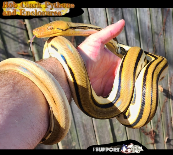 2022 Male Yellowhead Velvet Retic Poss Het Albino Reticulated Python by ...