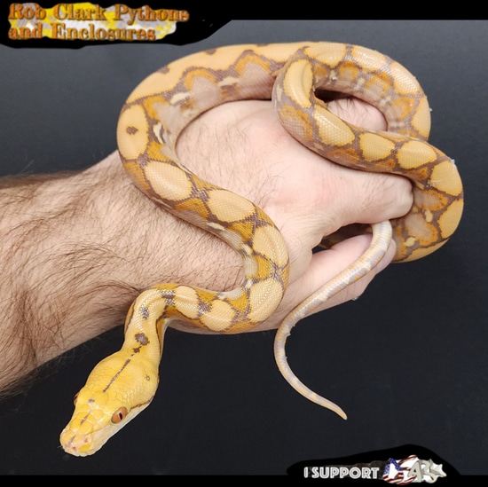 Male Orangeglow Retic Reticulated Python by Rob Clark Pythons