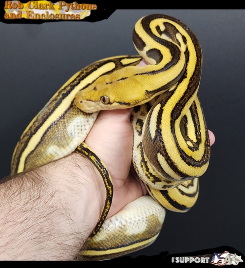 Female Phantom Tiger Het Genetic Stripe Poss Het Albino Reticulated ...
