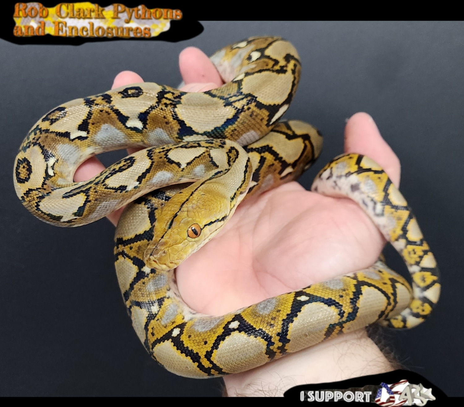 Yellowhead Male Het Albino Reticulated Python by Rob Clark Pythons - MorphMarket